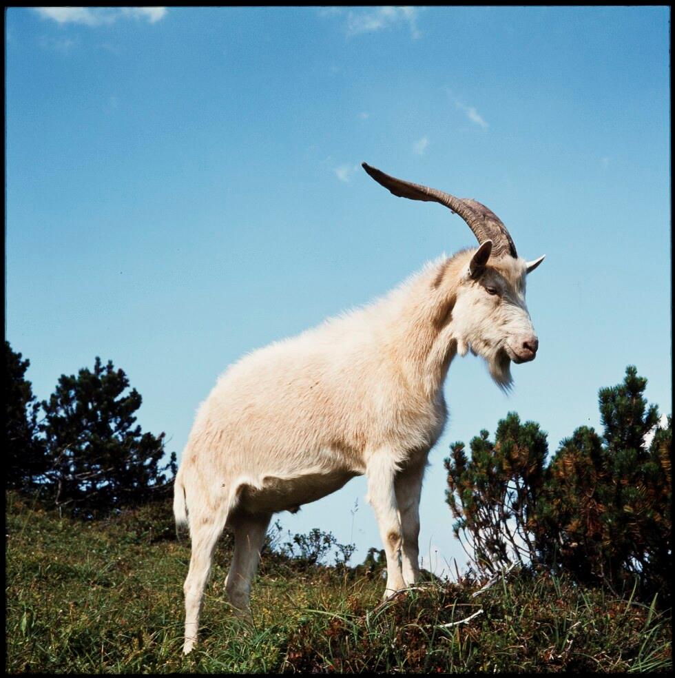 Bergziegen auf volare, dem Vorarlberger Landesrepositorium